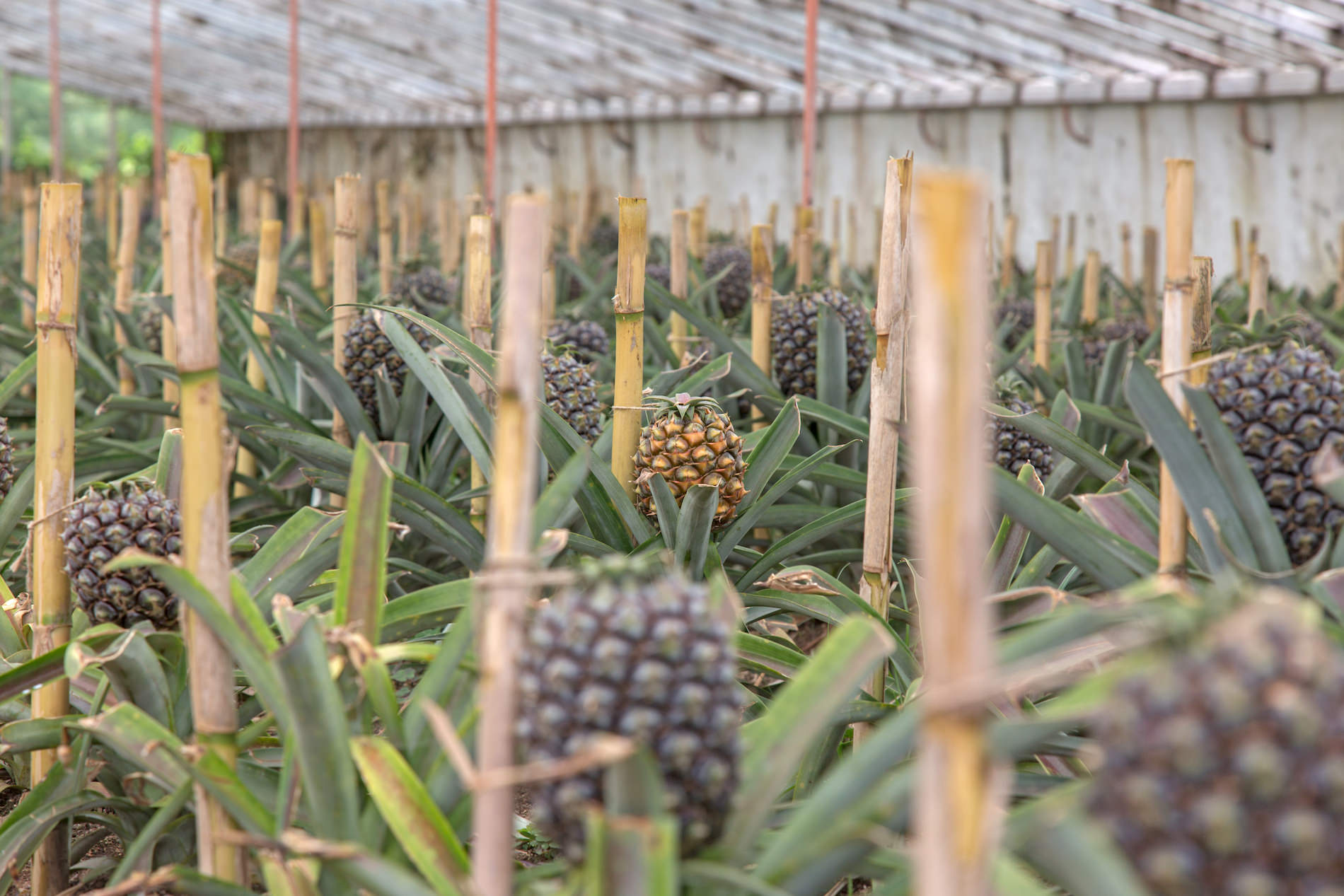 Plantações de Ananases A. Arruda - Plantação
